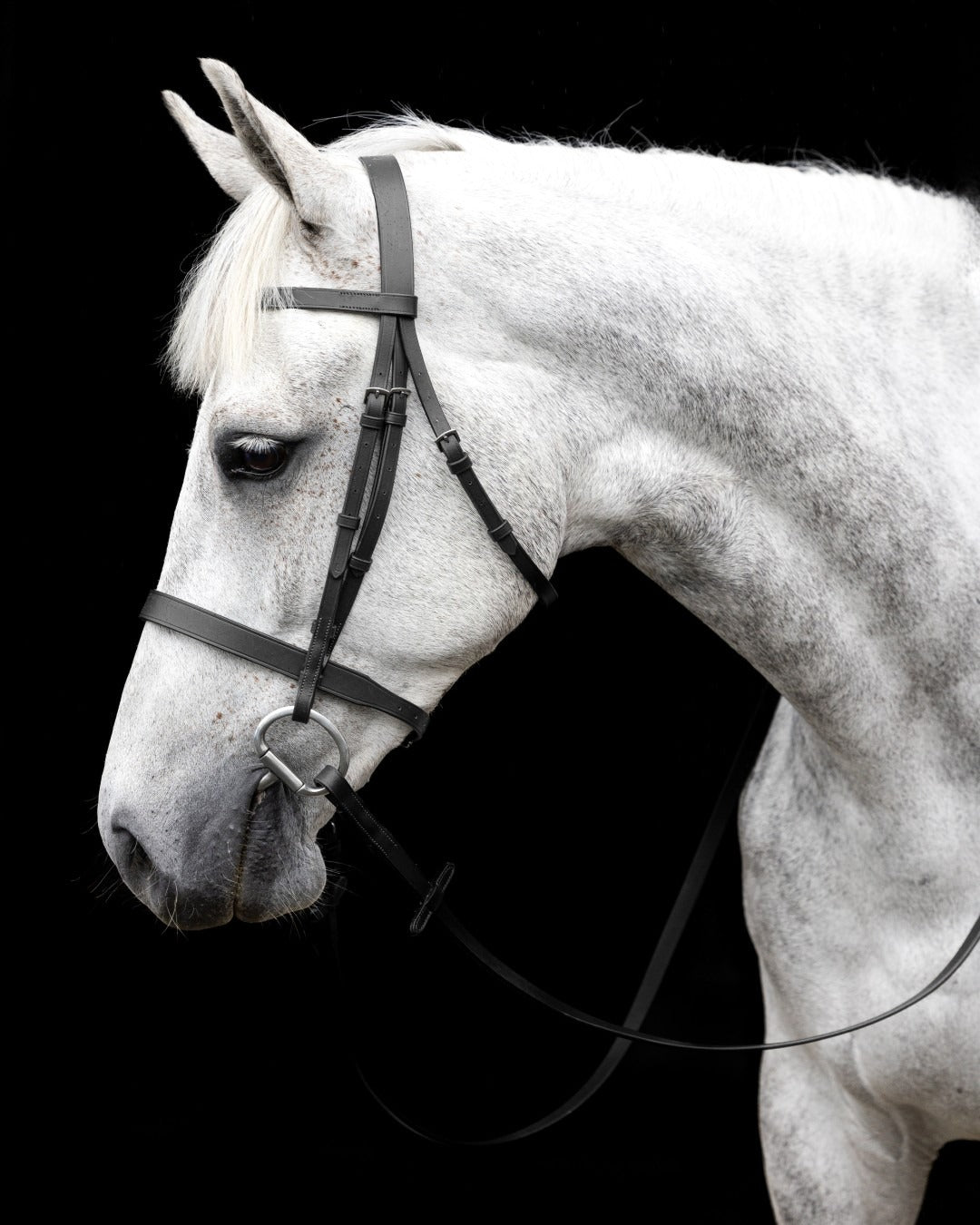 Cavallino Show Bridle – Griffin Equestrian