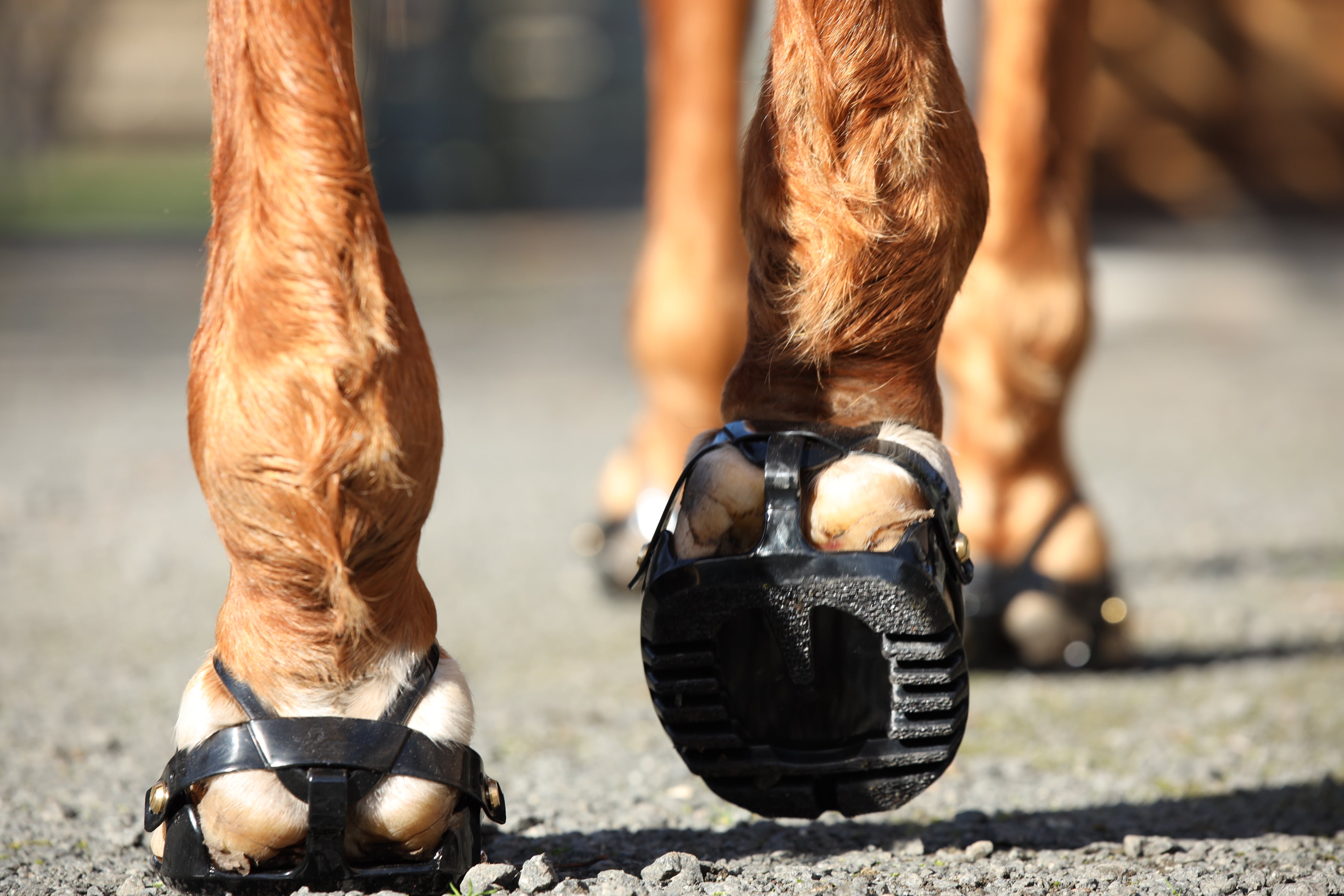 Scoot Adjust (Enduro) Hoof Boots – Griffin Equestrian